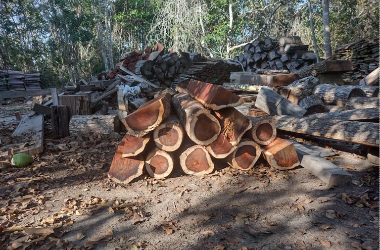 The Economist pitches in on Brazil wood for bows - Slippedisc